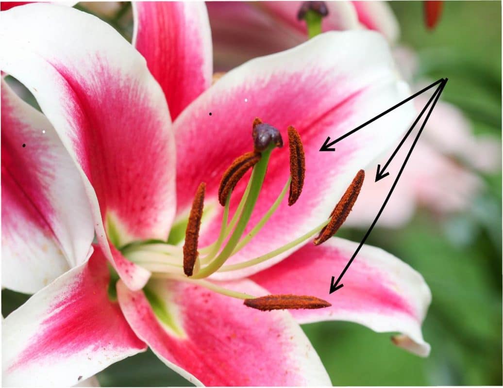 The Complete Guide to Buying Flowers - Flowers and Kisses