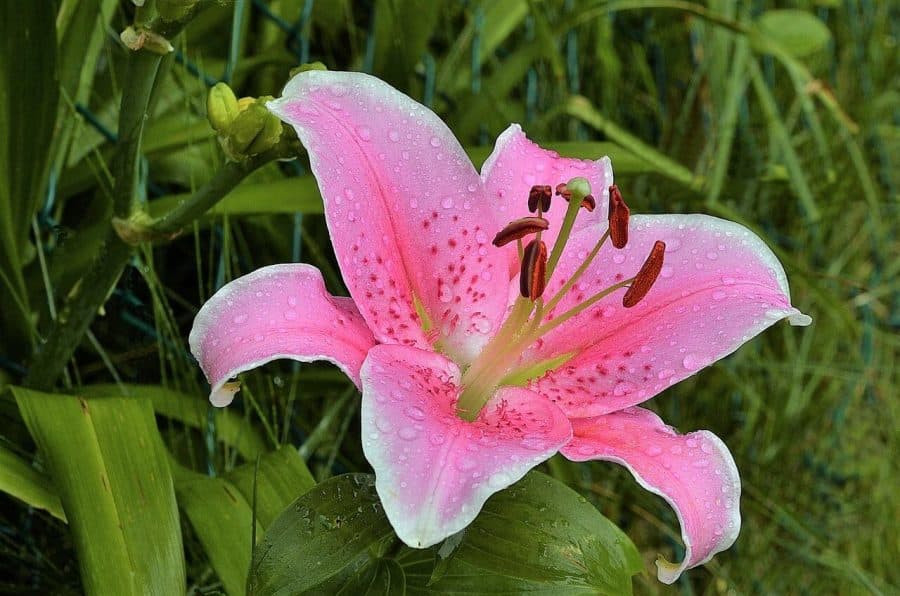 The Complete Guide to Buying Flowers - Flowers and Kisses