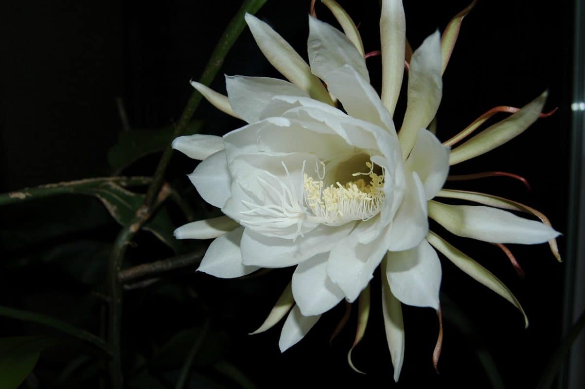 6 Most Expensive Flowers In The World | Flowers and Kisses