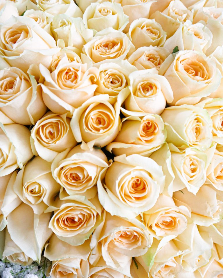 99 Rose Bouquet Singapore | Free Same Day Delivery | Flowers and Kisses