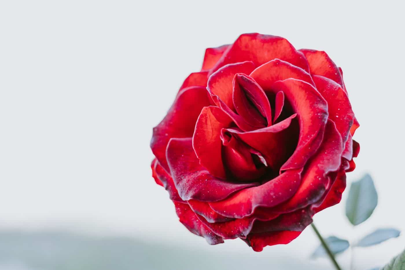 What are Preserved Roses? | Flowers and Kisses