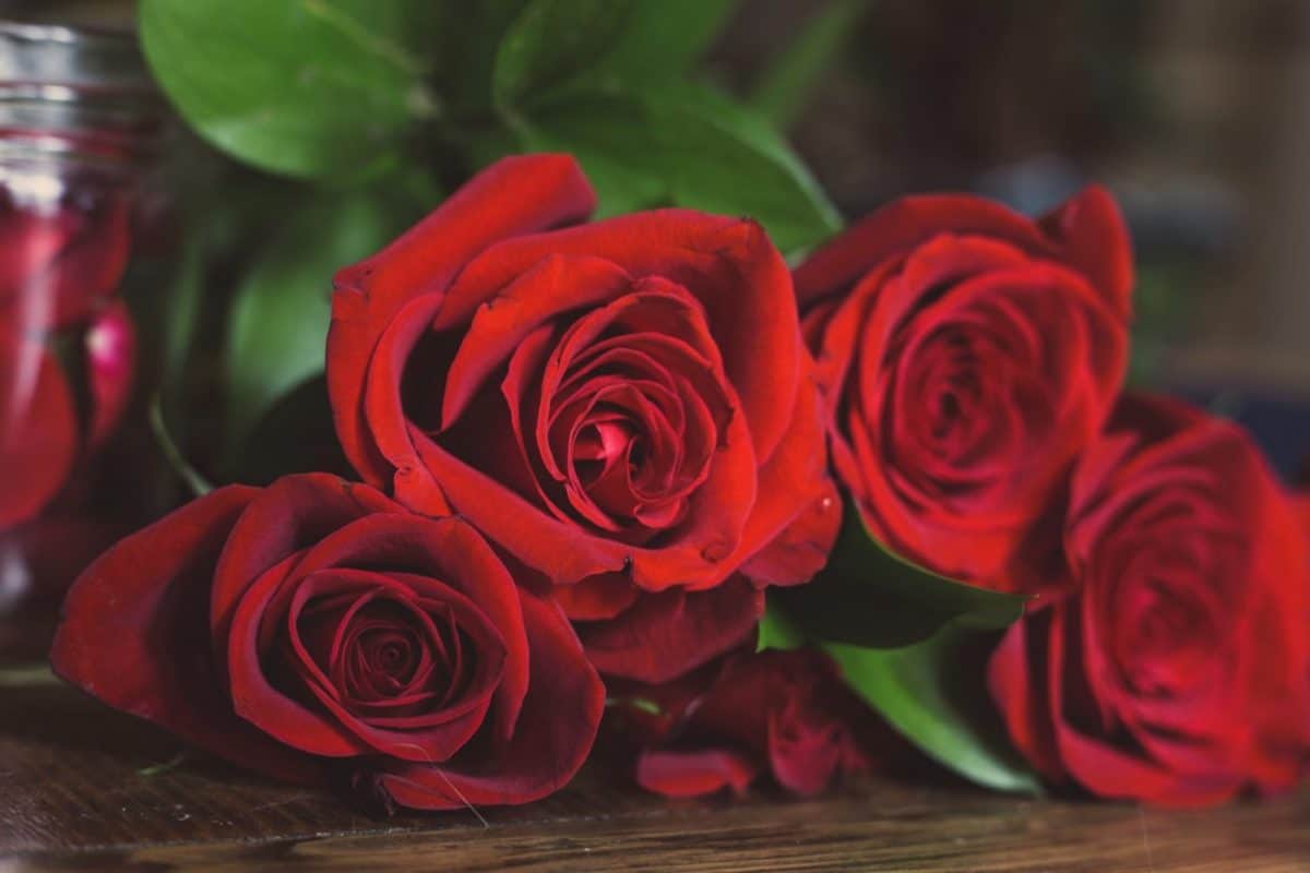 What are Preserved Roses? | Flowers and Kisses