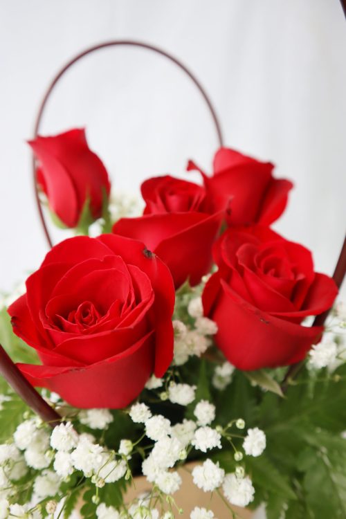 Rosabelle | Flowers and Kisses