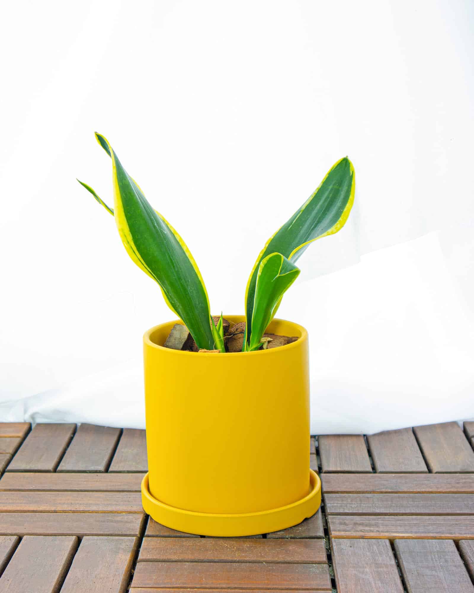 Snake Plant Flower Delivery Singapore Flowers And Kisses Snake Plant Flower Delivery Singapore Flowers And Kisses