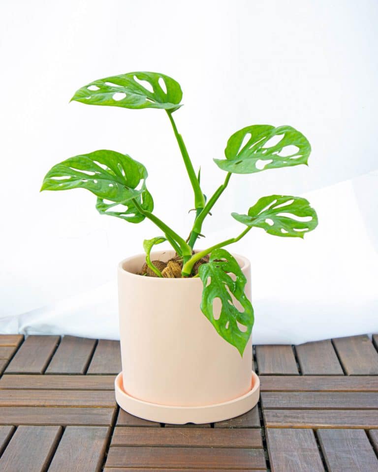 Swiss Cheese Plant for Sale in Singapore | Flowers and Kisses
