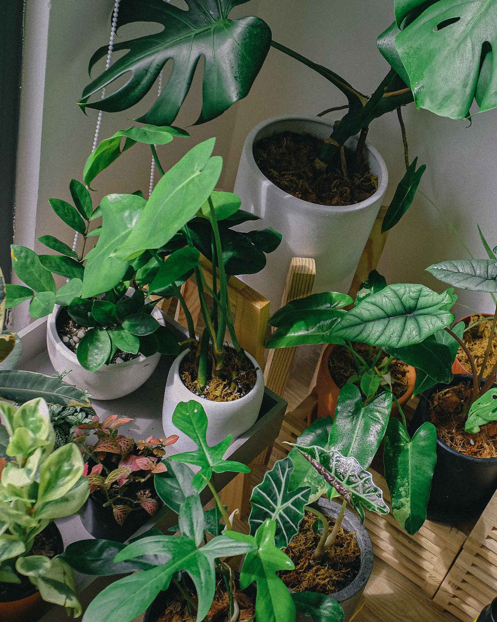 Low-Light Plants in Singapore | Indoor & Outdoor Greenery