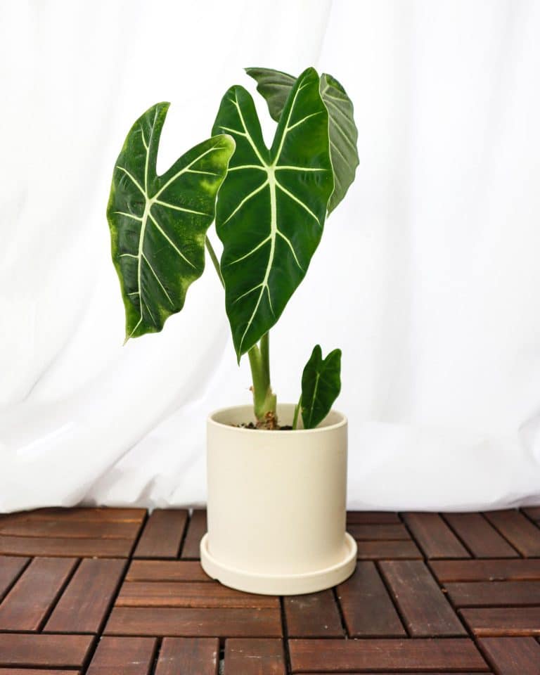 Alocasia Frydek (Green-Velvet) – Flowers and Kisses