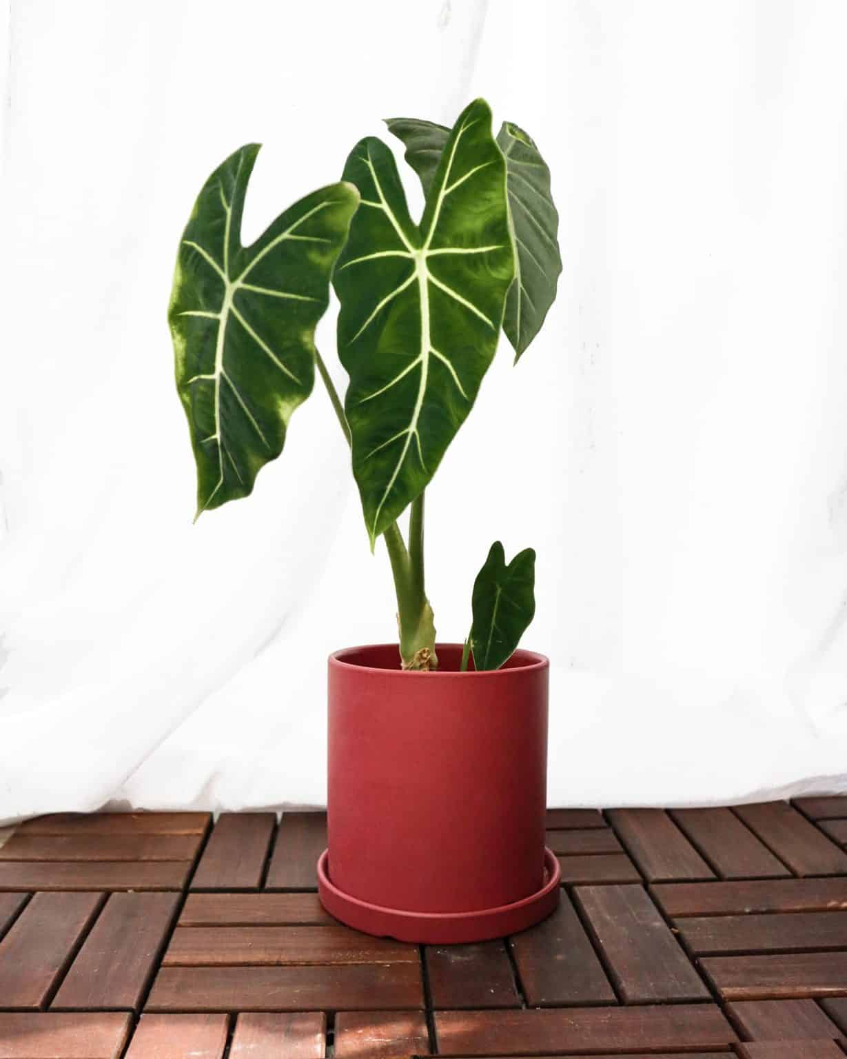 Alocasia Frydek (Green-Velvet) – Flowers and Kisses