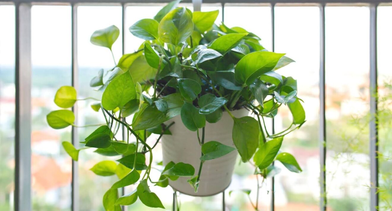 How to Care for Your Money Plant in Singapore | Indoor Guide