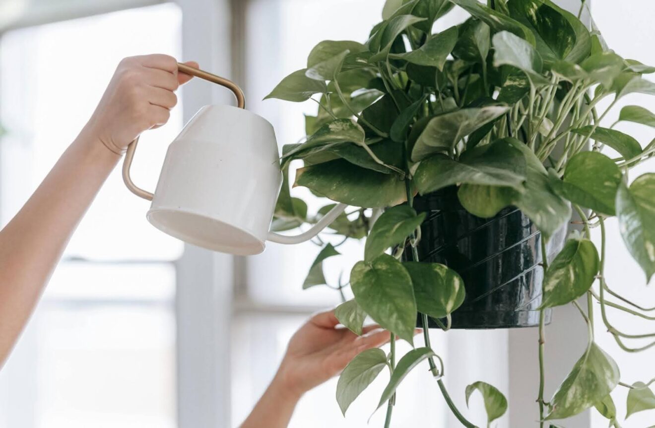 How to Care for Your Money Plant in Singapore | Indoor Guide